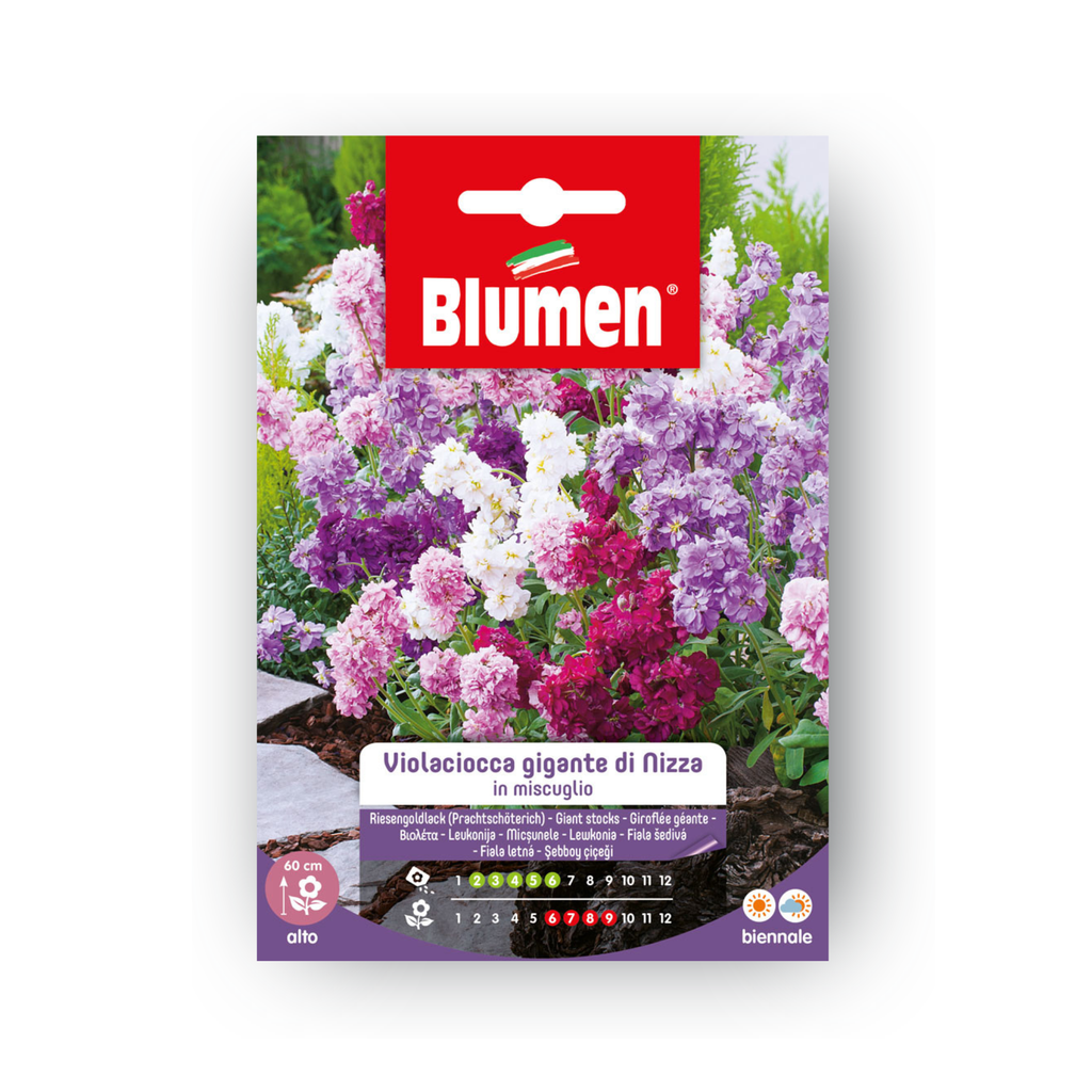 Violaciocca gigant. di nizza – Simegarden