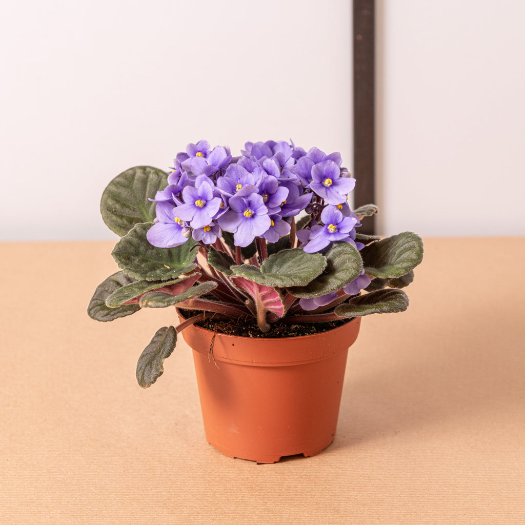 Violetta africana – Simegarden