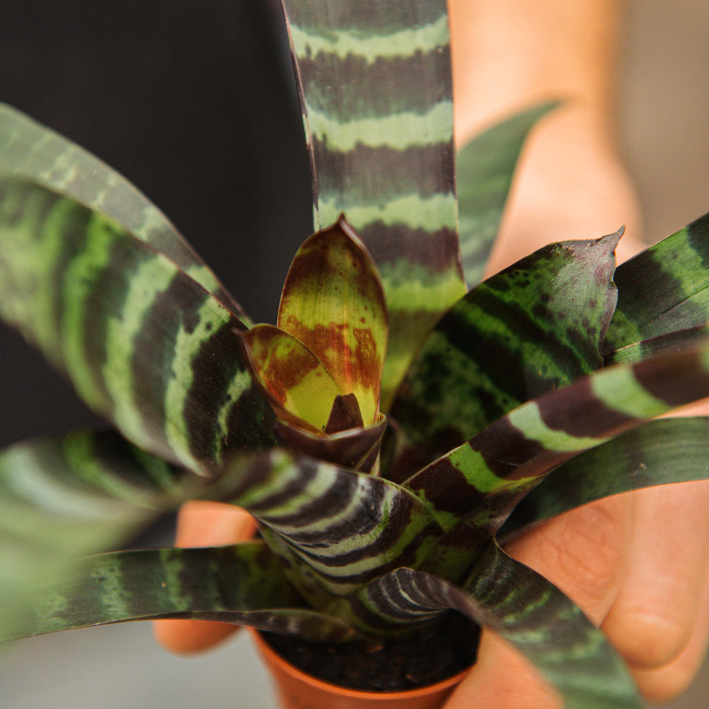 Vriesea era – Simegarden