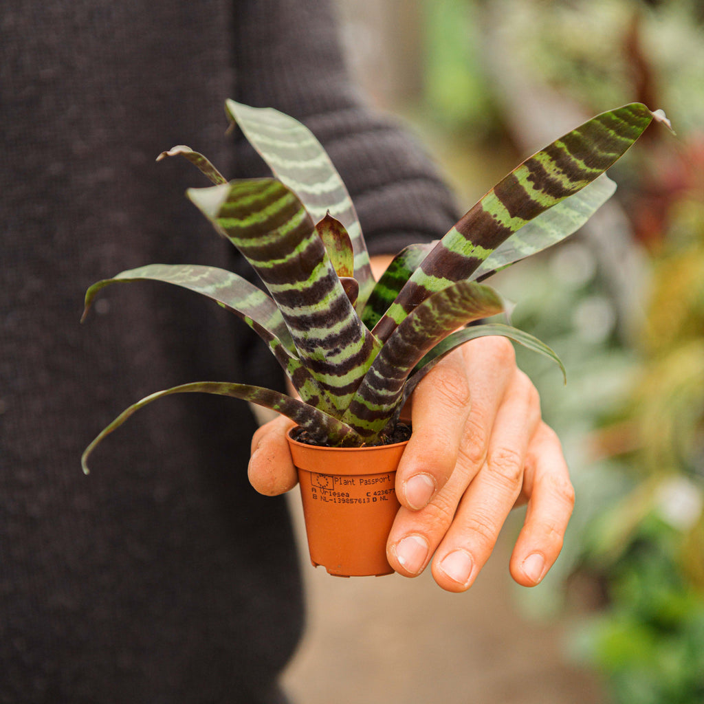 Vriesea era – Simegarden