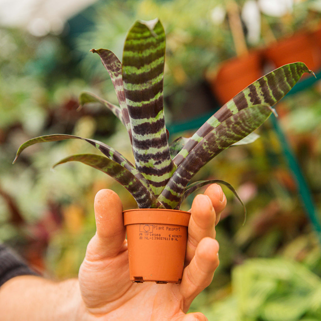 Vriesea era – Simegarden