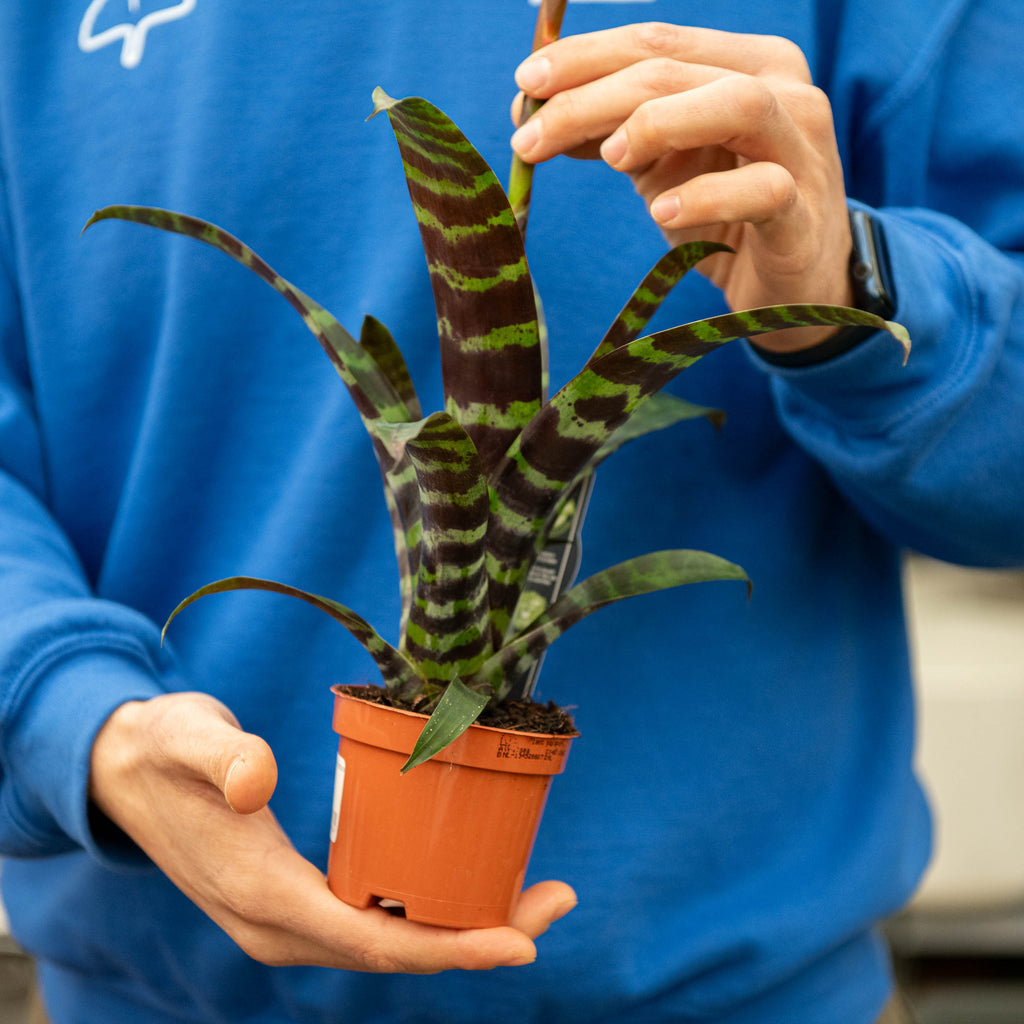 Vriesea era – Simegarden