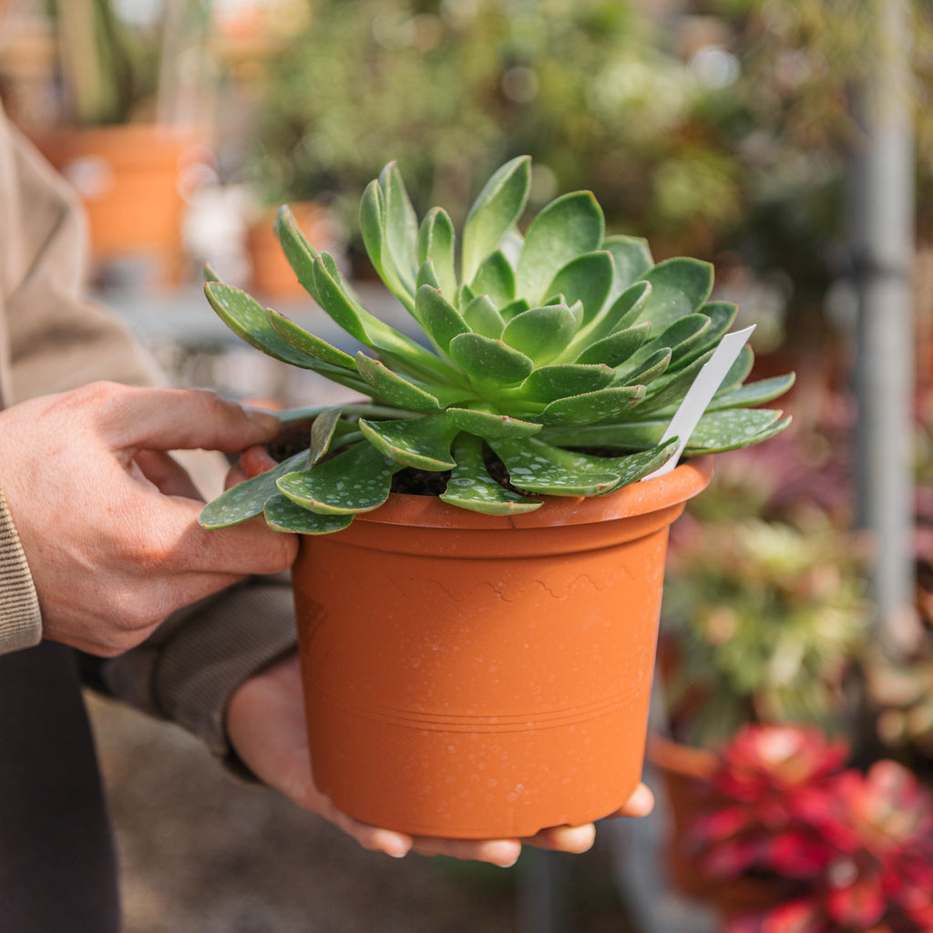 x Semponium Diamond – Simegarden