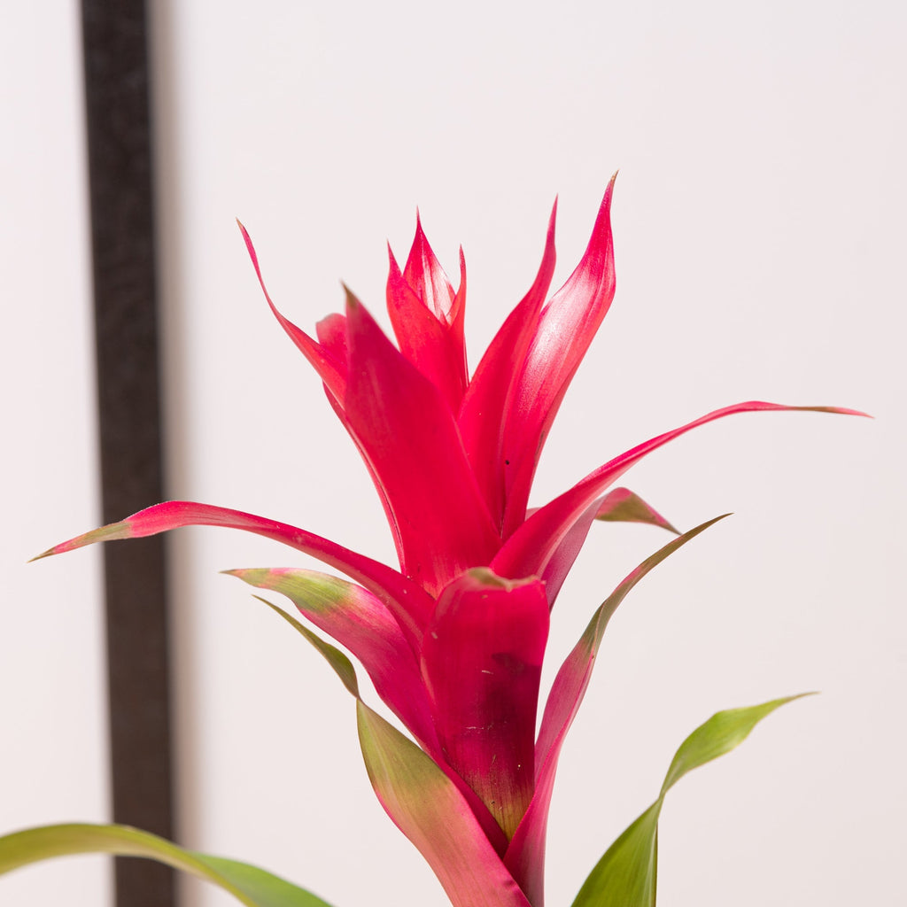 Bromelia – Simegarden