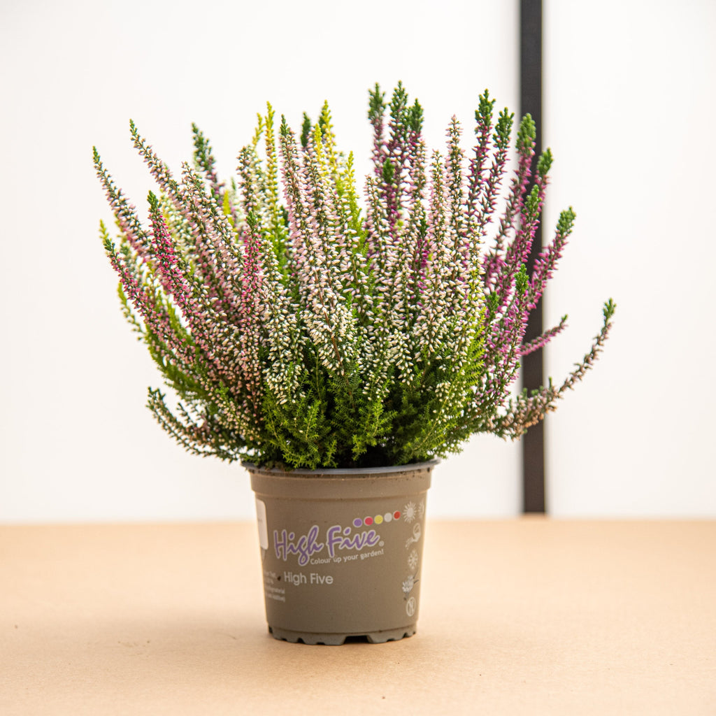 Calluna vulgaris – Simegarden
