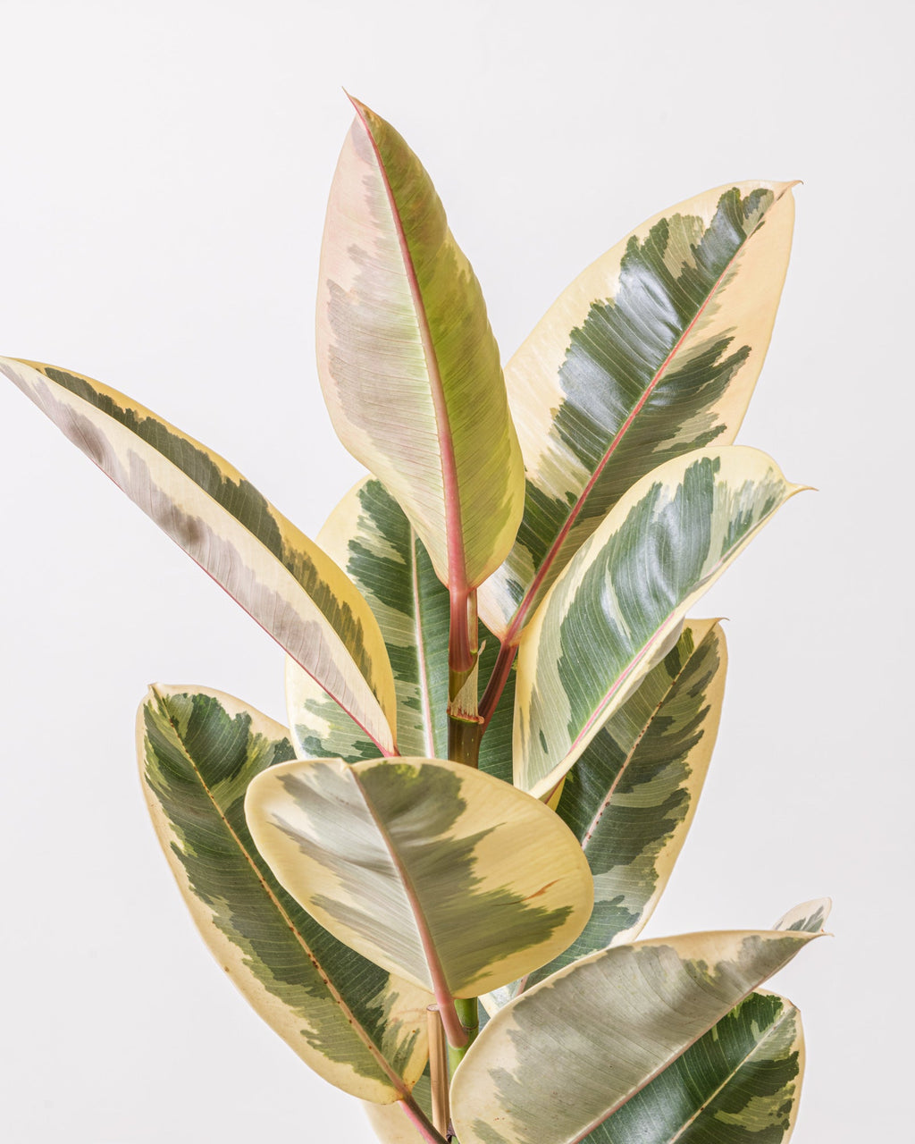 Ficus elastica tineke – Simegarden