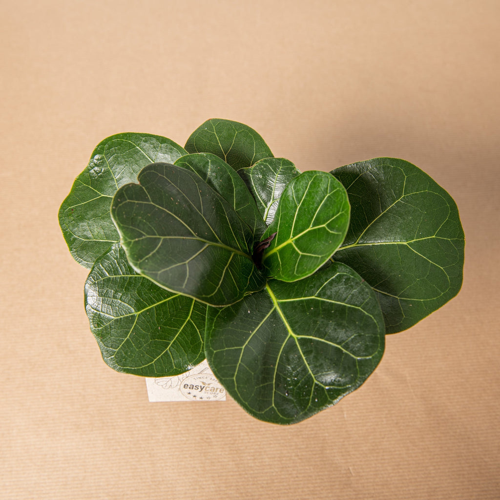 Ficus lyrata bambino – Simegarden