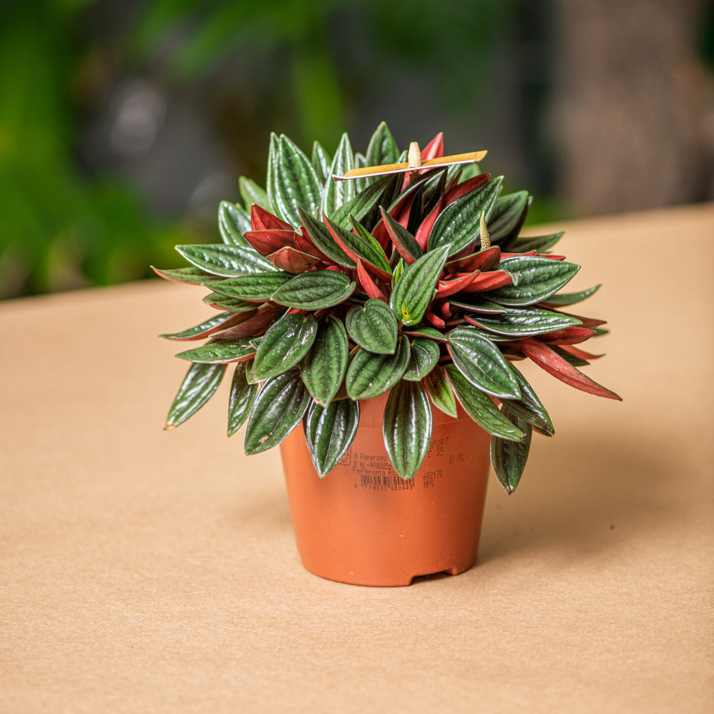 Peperomia caperata – Simegarden