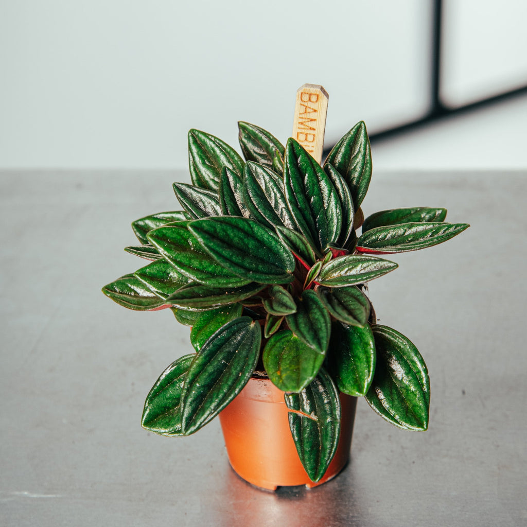 Peperomia caperata baby – Simegarden