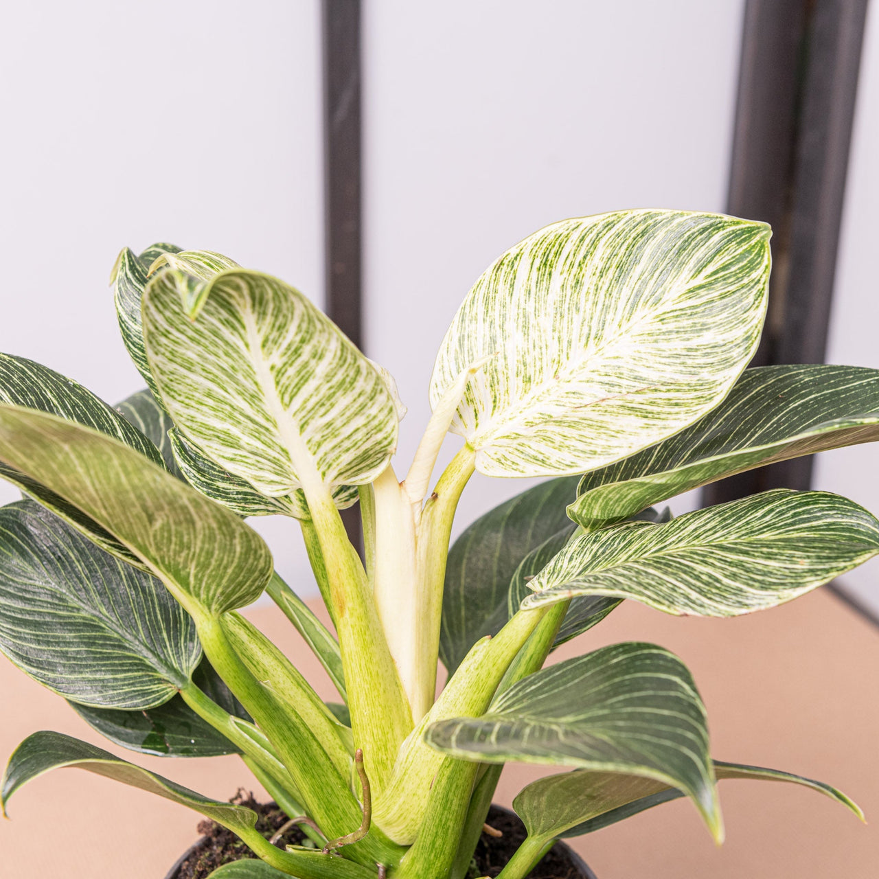 Philodendron birkin – Simegarden