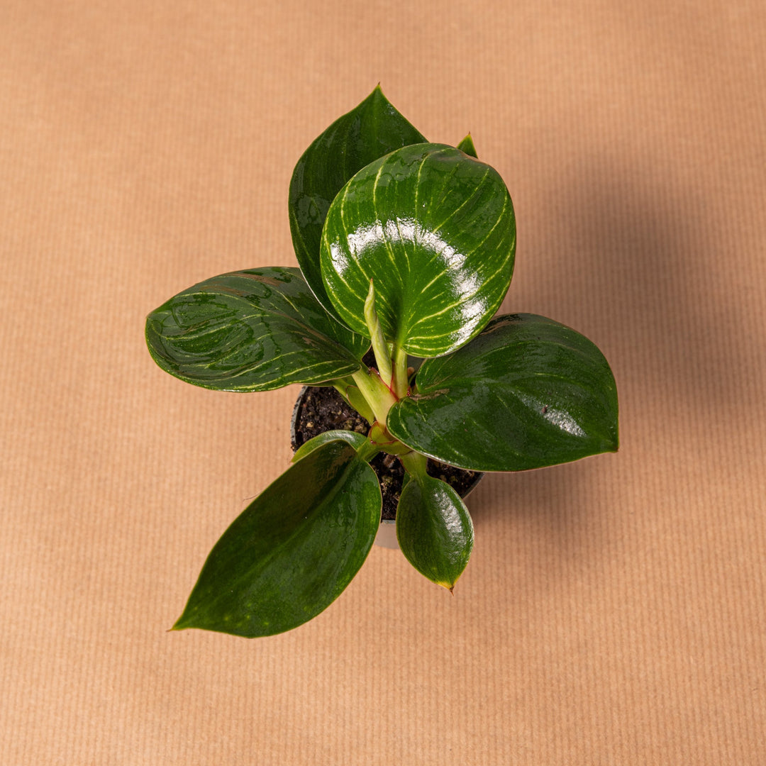 Philodendron birkin baby – Simegarden