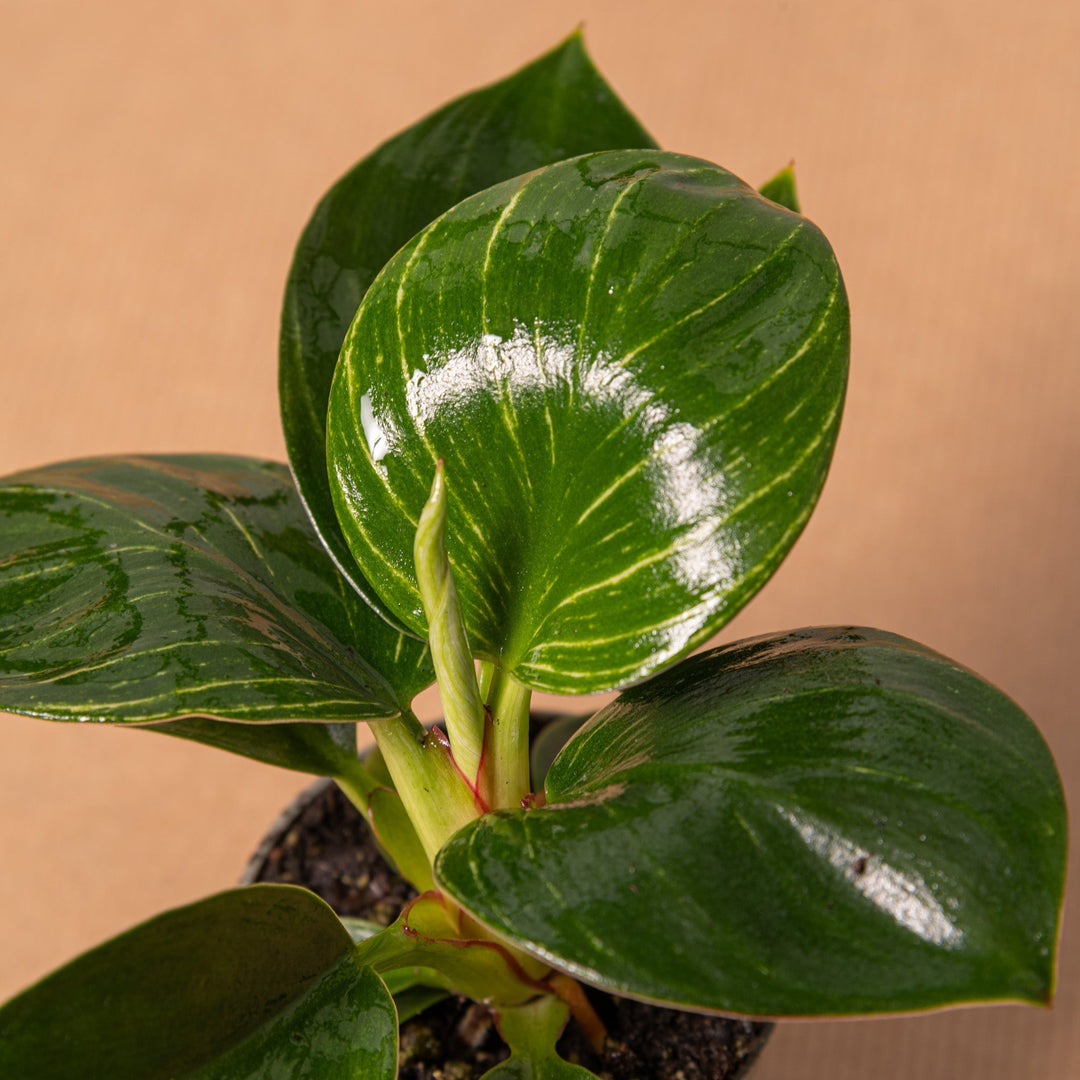 Philodendron birkin baby – Simegarden
