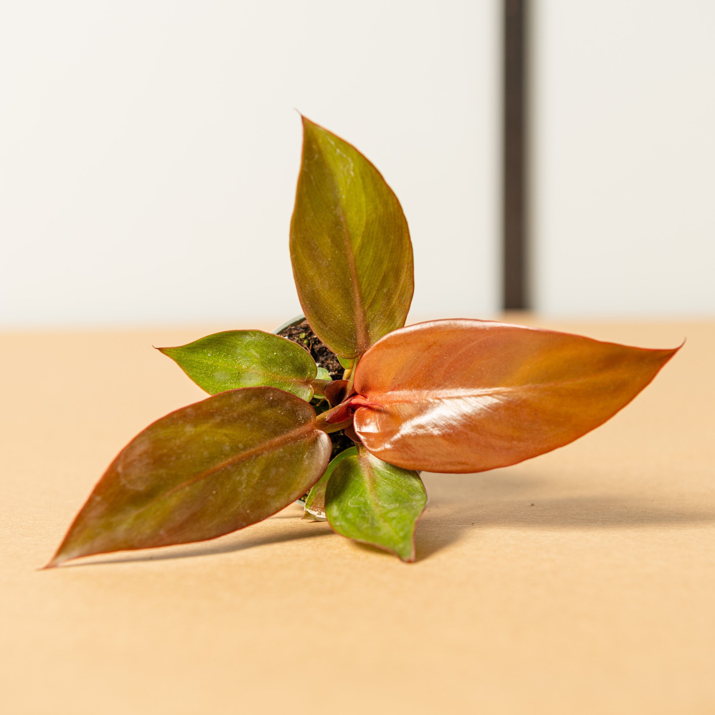 Philodendron red sun, filodendro, pianta da interno – Simegarden