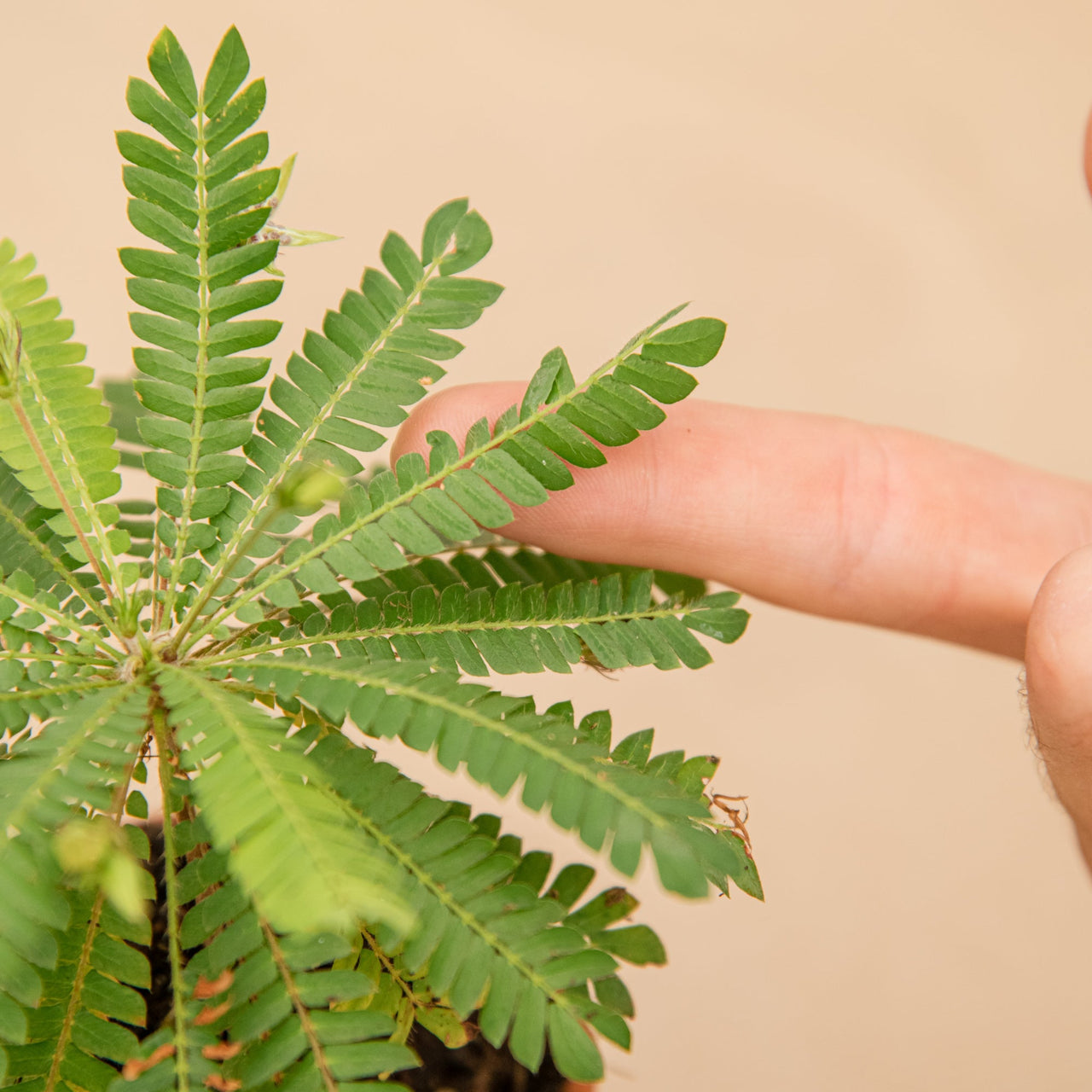 Pianta sensitiva – Simegarden