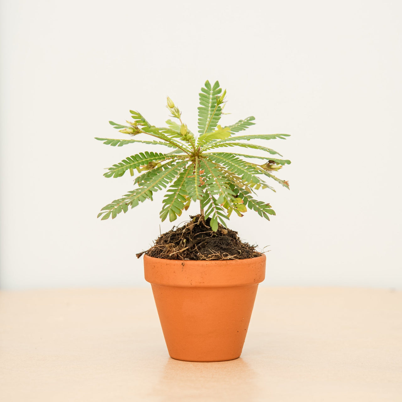 Pianta sensitiva – Simegarden