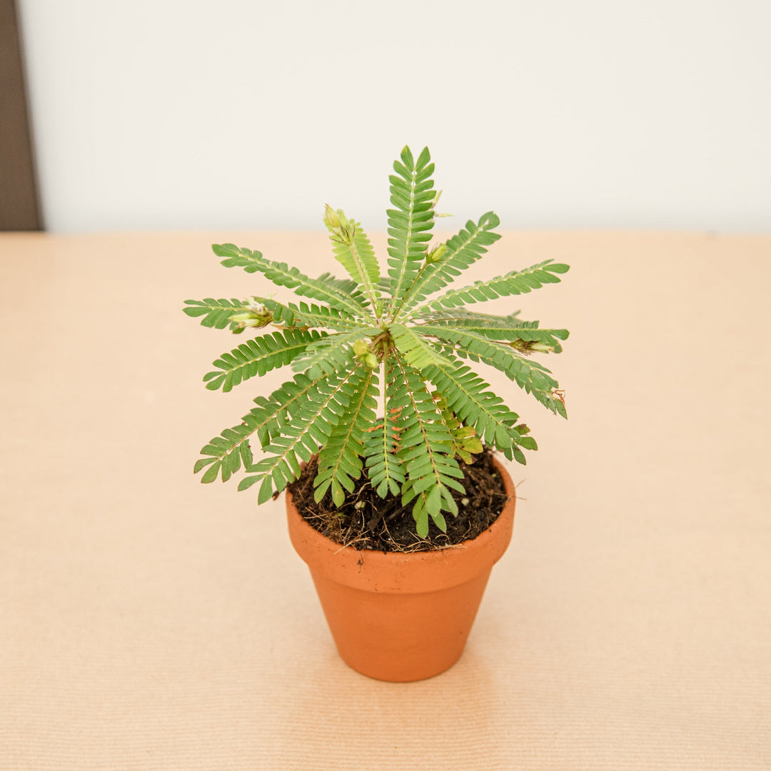 Pianta sensitiva – Simegarden