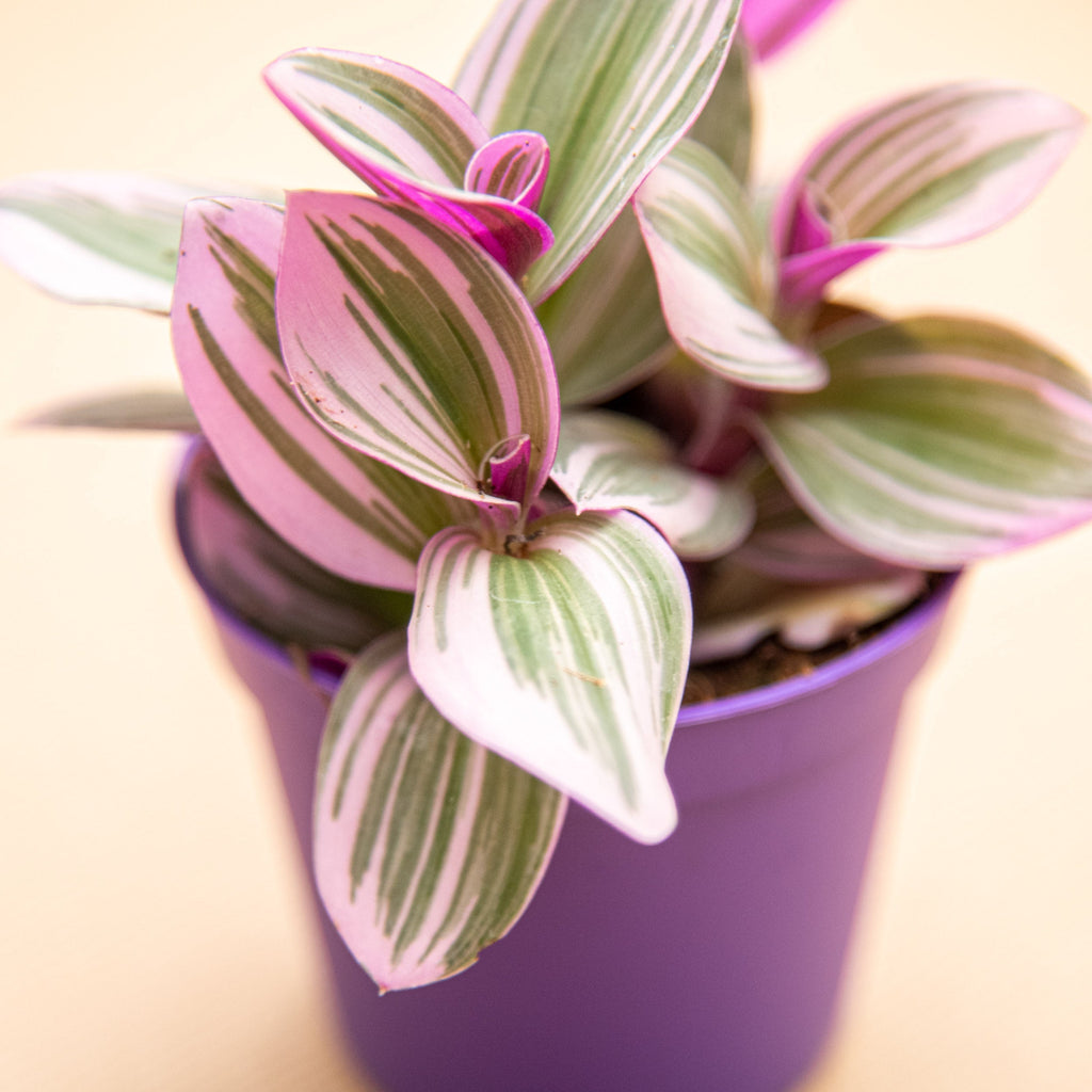 Tradescantia nanouk – Simegarden