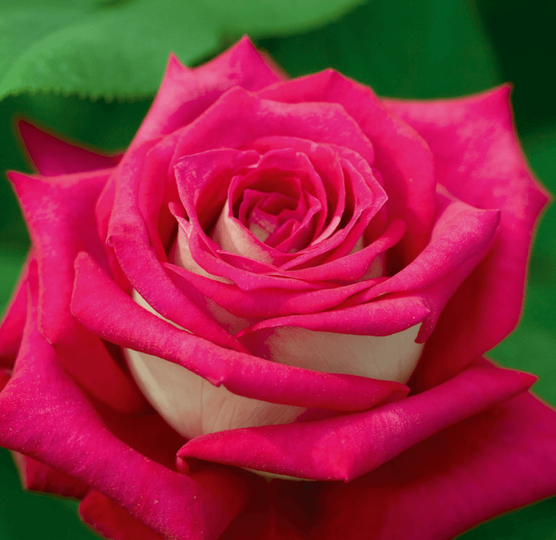 Rosa Monica Bellucci Meimonkeur – Simegarden