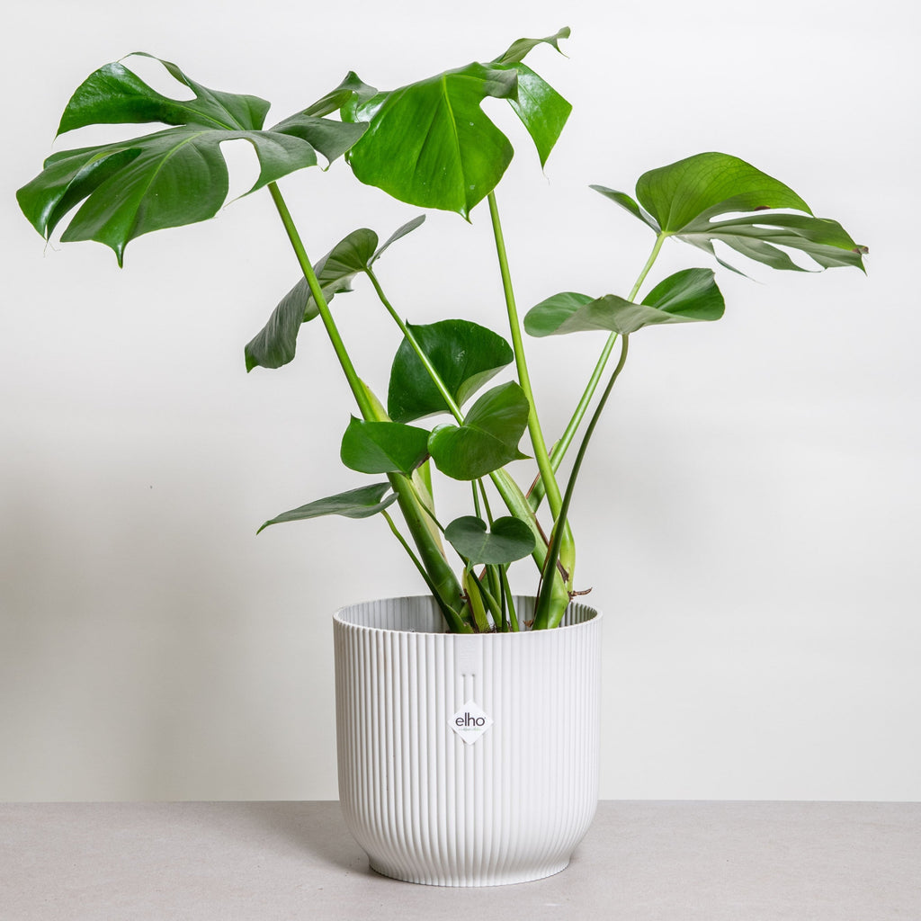 Monstera pianta - Monstera deliciosa – Simegarden