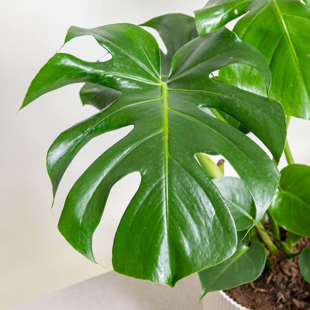 Monstera pianta - Monstera deliciosa – Simegarden