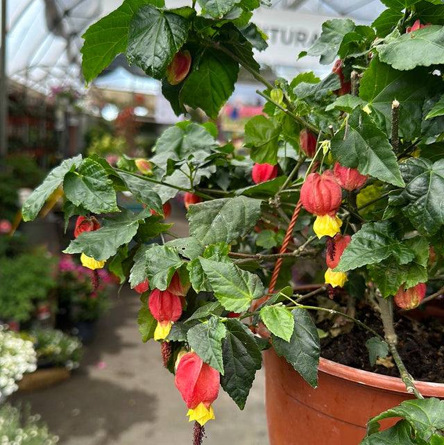 Abutilon megapotamicum – Simegarden