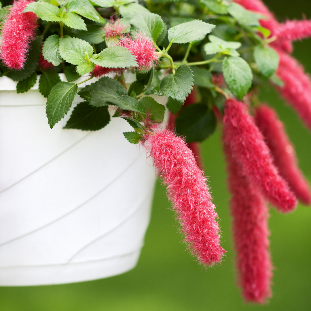 Acalypha pendula – Simegarden