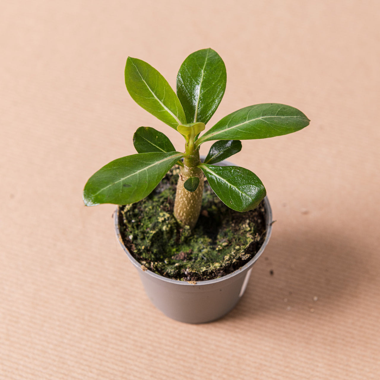 Baby Adenium obesum – Simegarden
