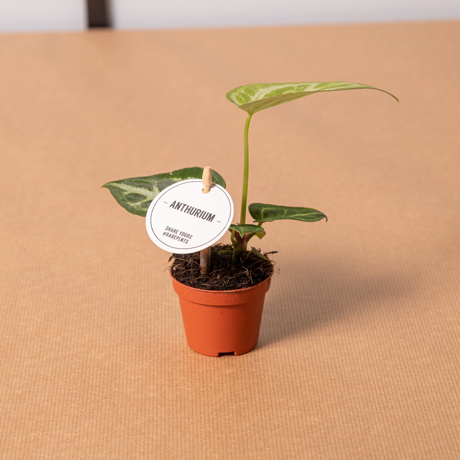 Anthurium crystallinum silver blush – Simegarden