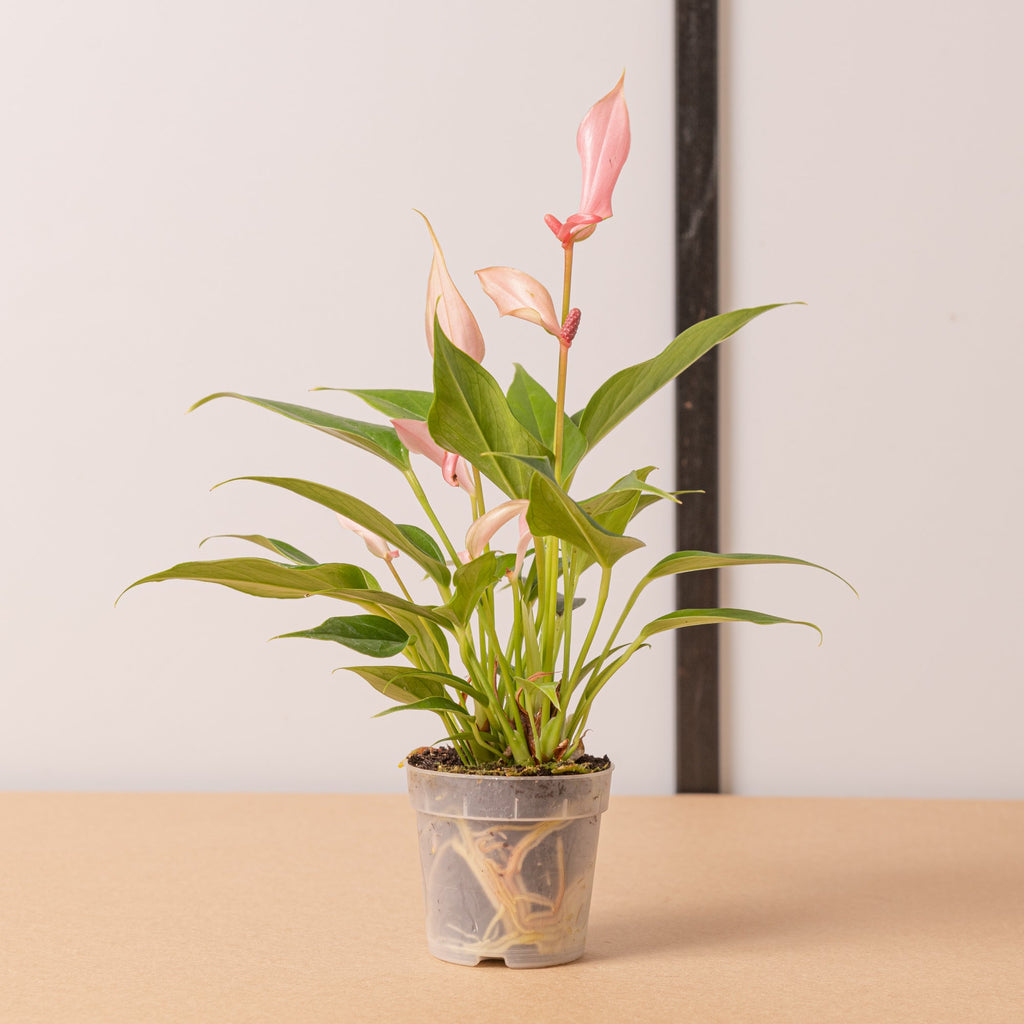 Baby Anthurium lilli – Simegarden