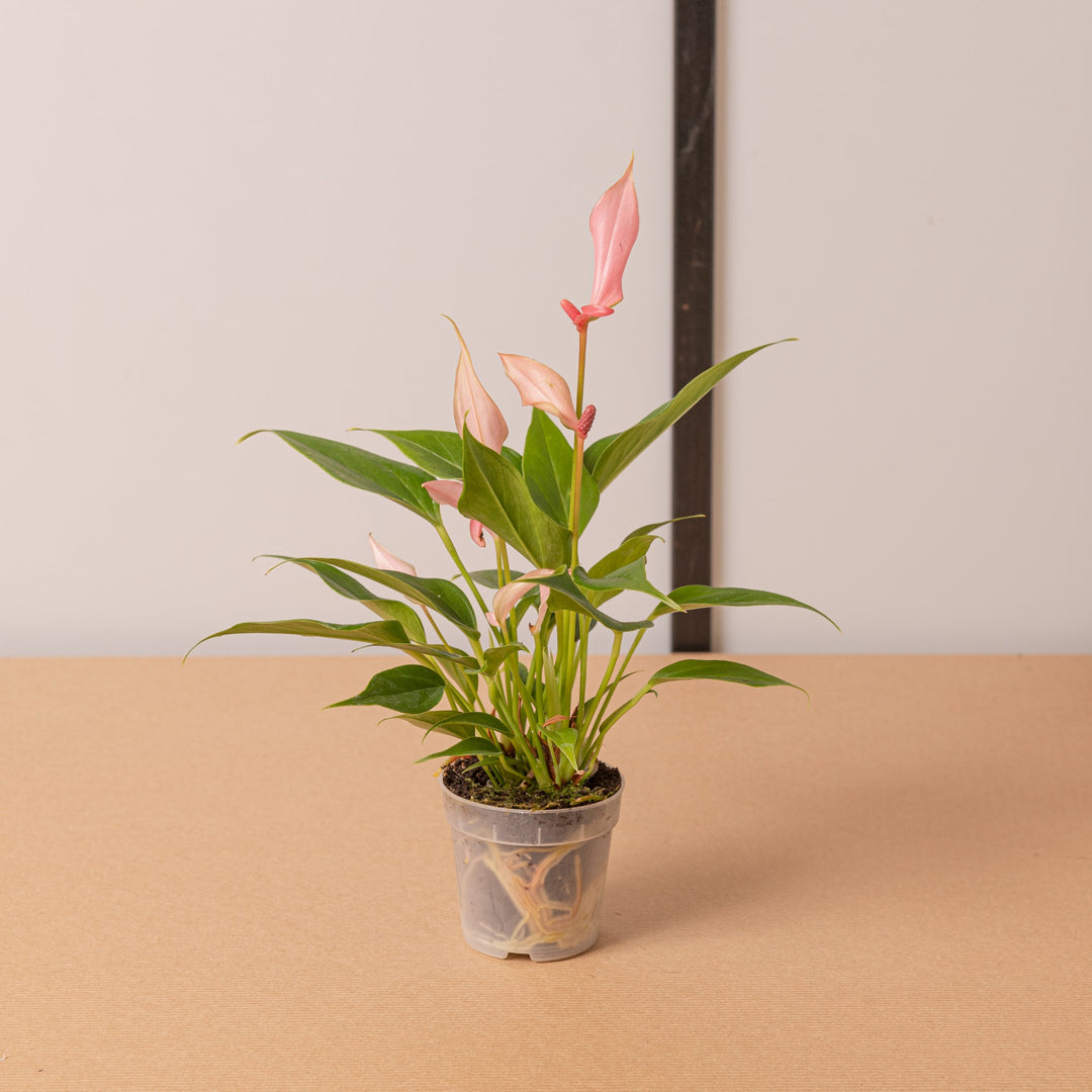 Baby Anthurium lilli – Simegarden