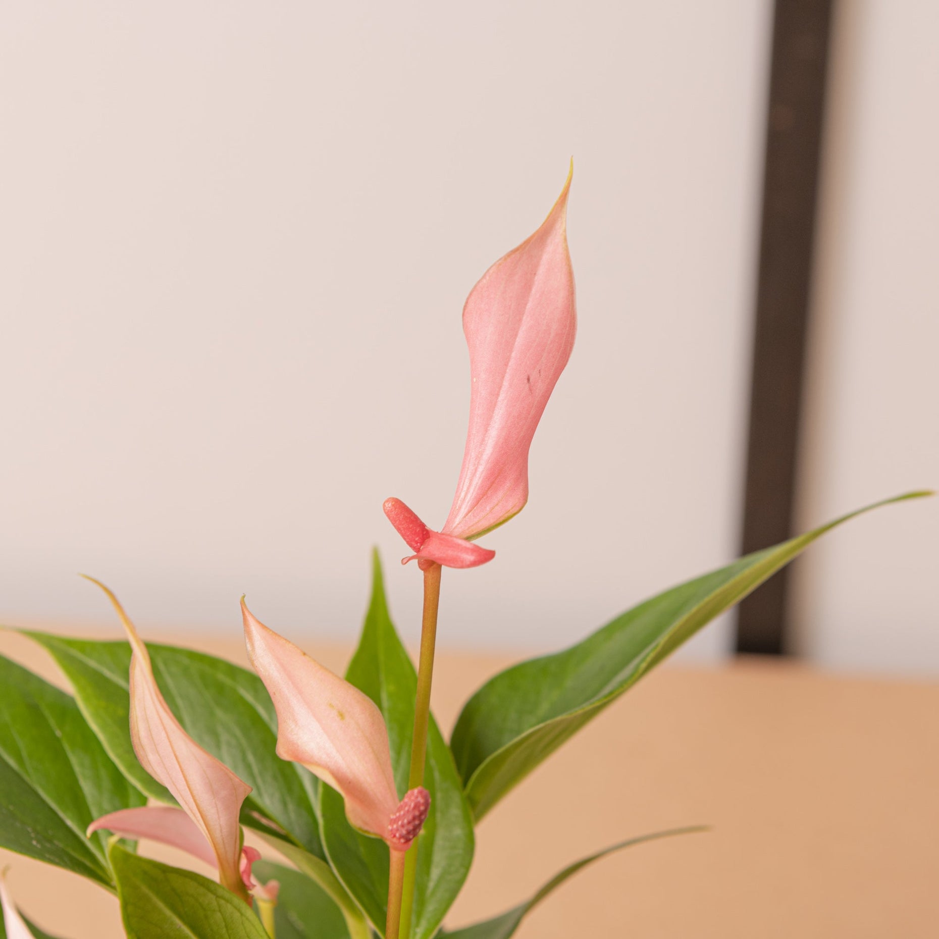 Baby Anthurium lilli – Simegarden