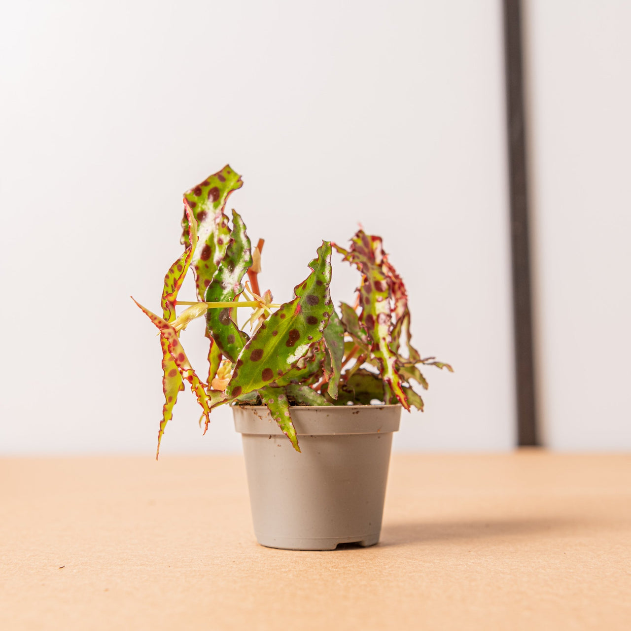 Baby Begonia amphioxus – Simegarden
