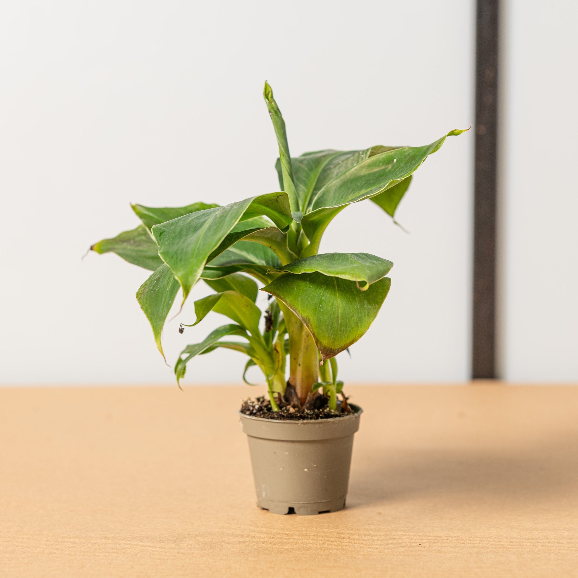 Banano nano (Musa acuminata Cheeka) – Simegarden