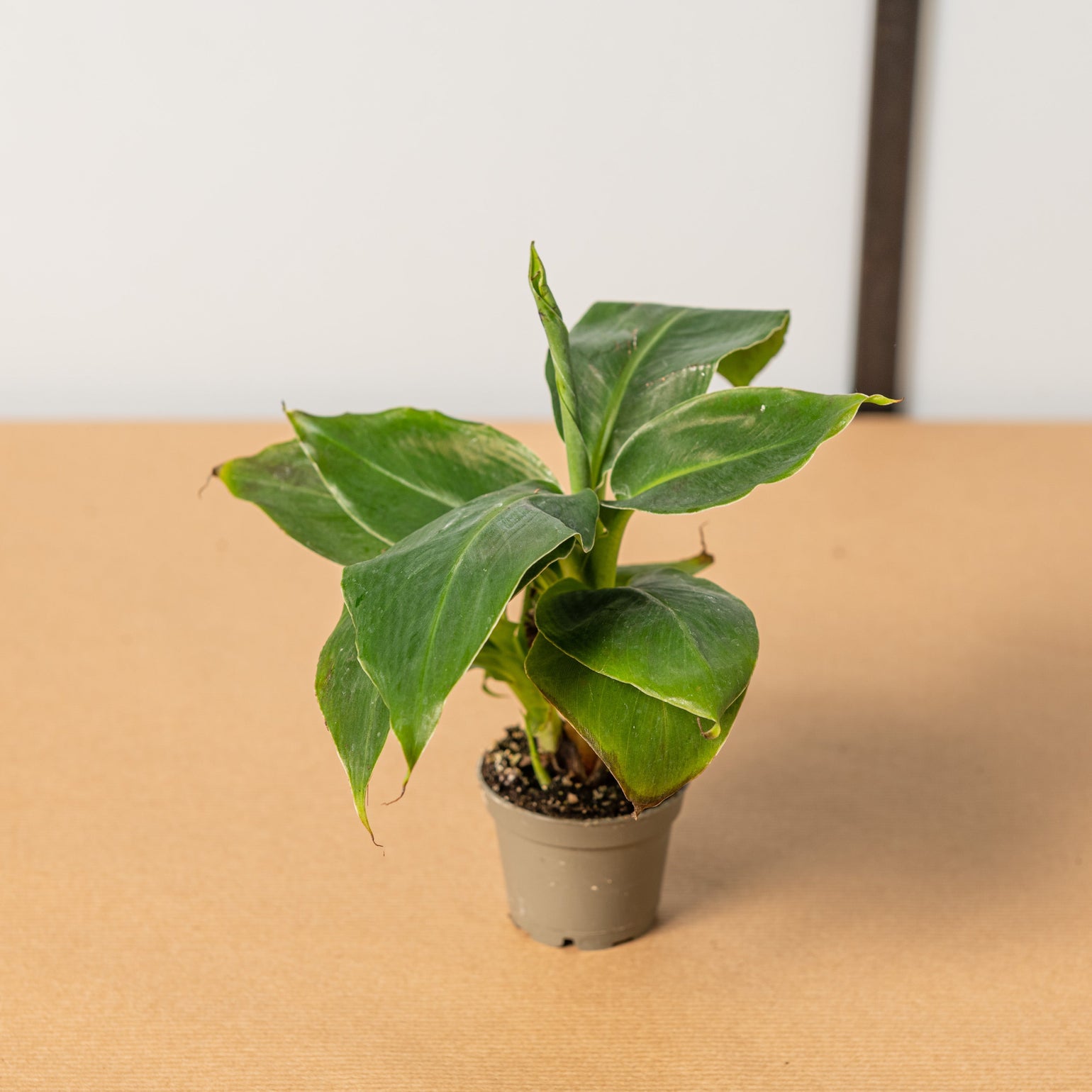 Banano nano (Musa acuminata Cheeka) – Simegarden