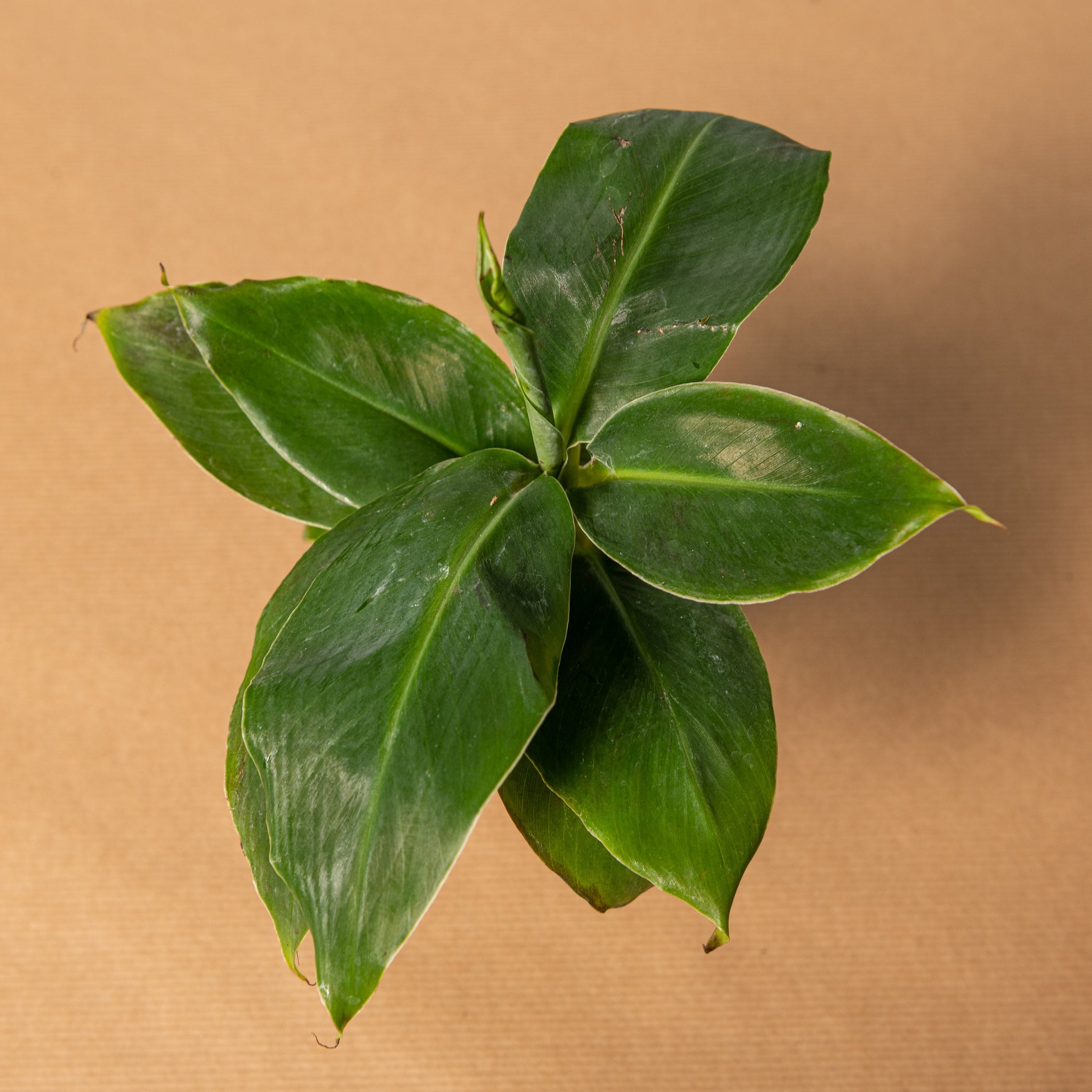 Banano nano (Musa acuminata Cheeka) – Simegarden