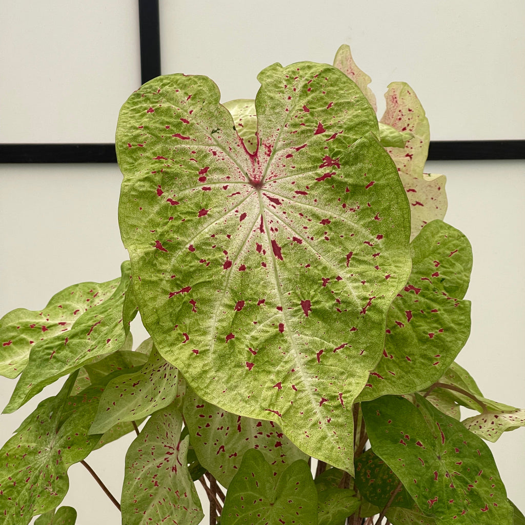 Caladium gingerland – Simegarden