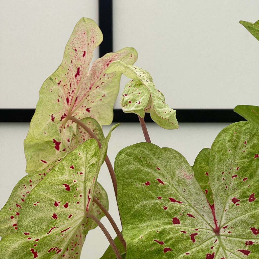 Caladium gingerland – Simegarden