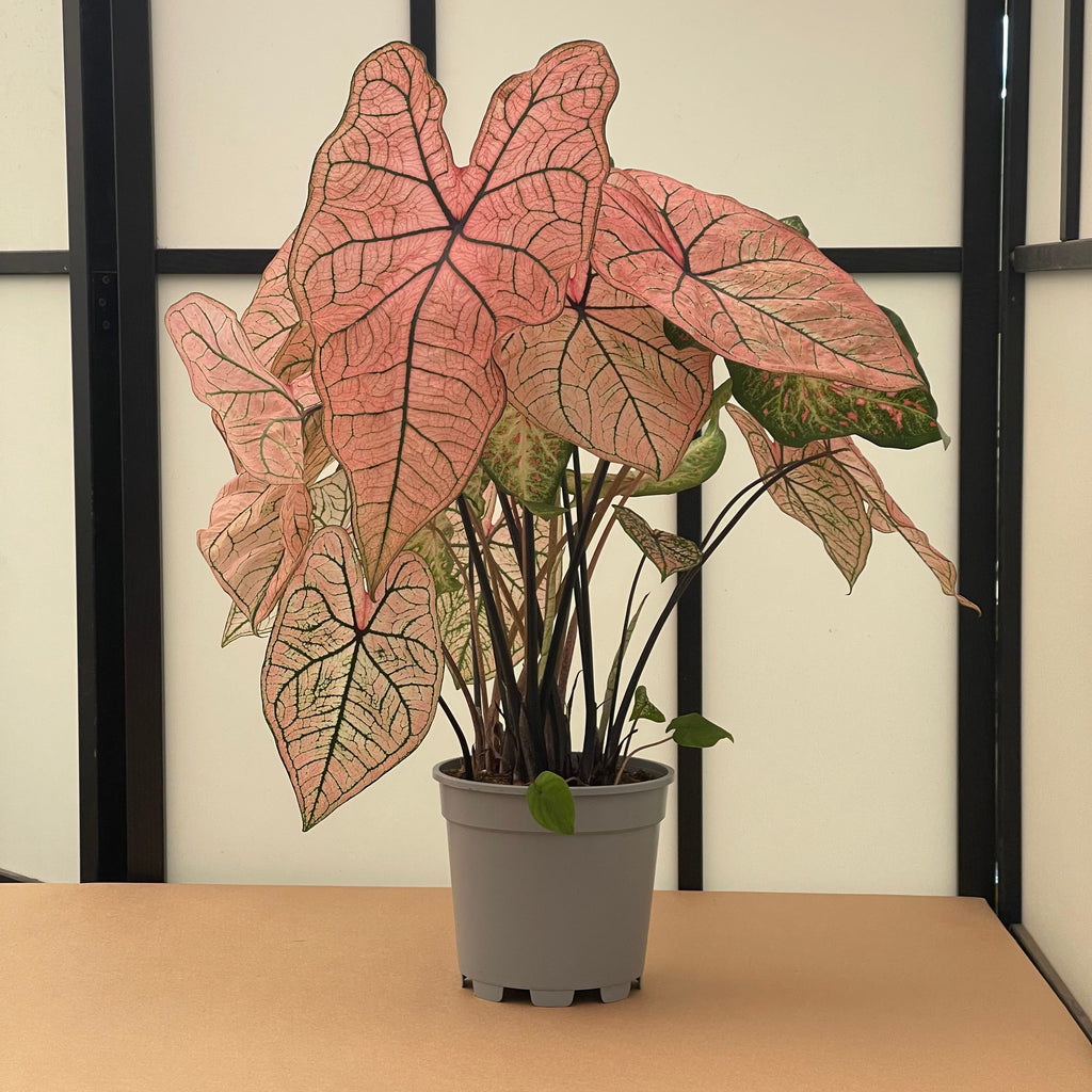 Caladium pink cloud – Simegarden