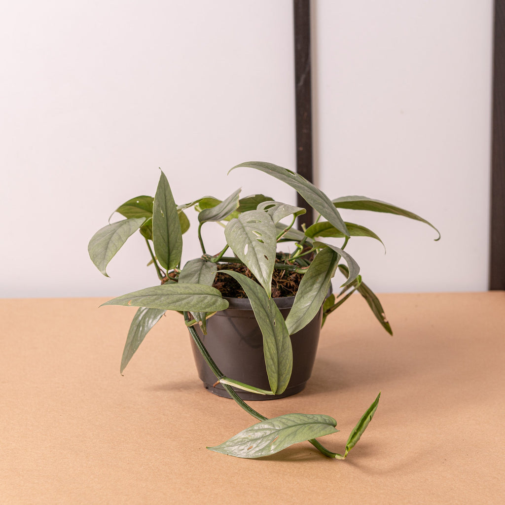 Cebu blue pothos – Simegarden
