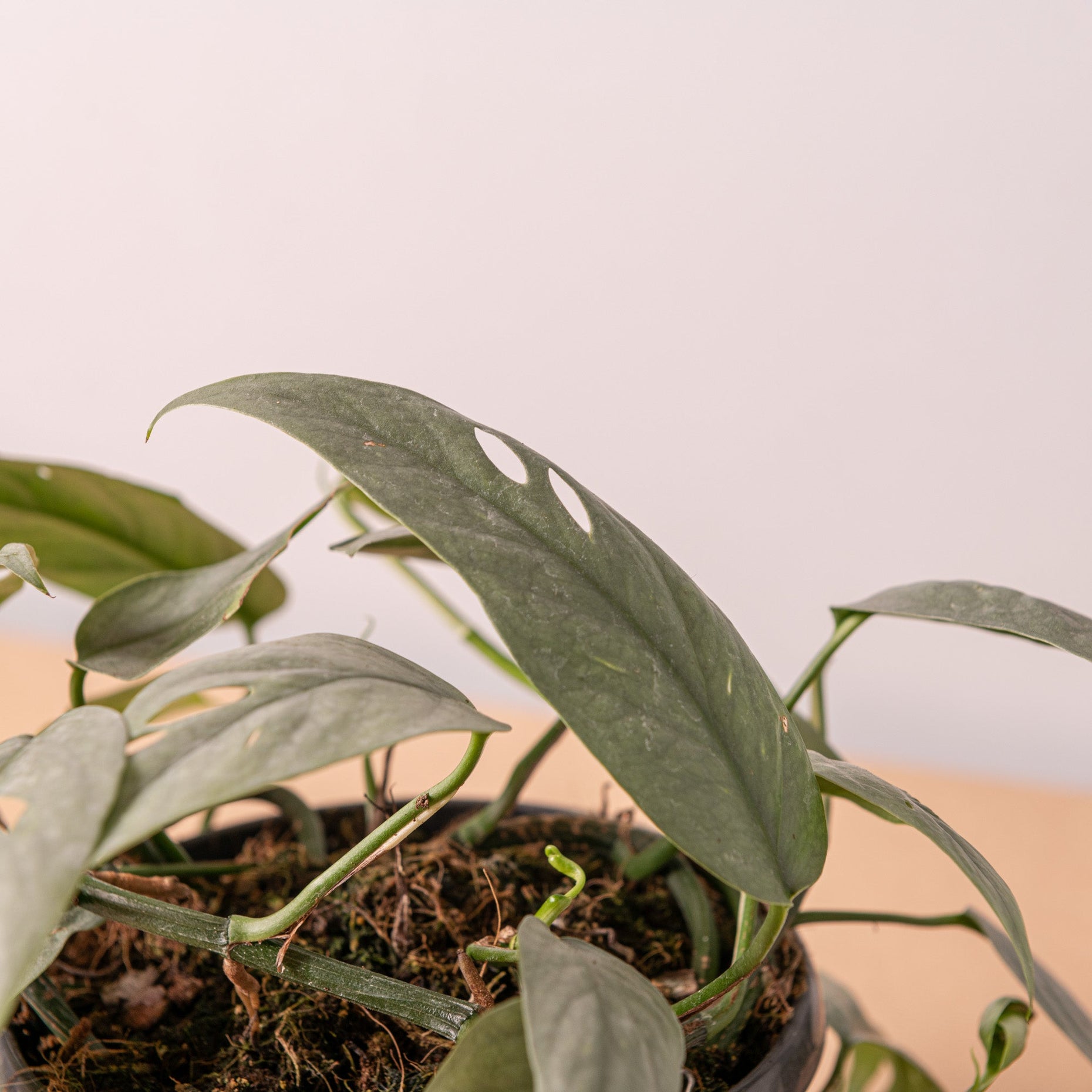 Cebu blue pothos – Simegarden