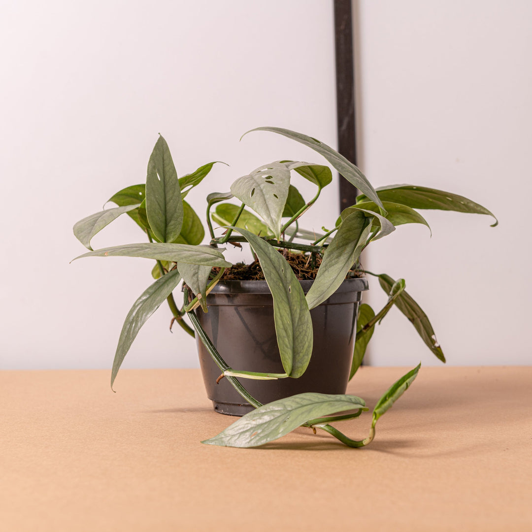 Cebu blue pothos – Simegarden