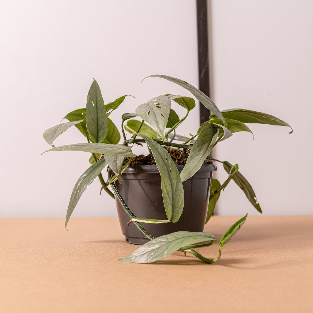 Cebu blue pothos – Simegarden