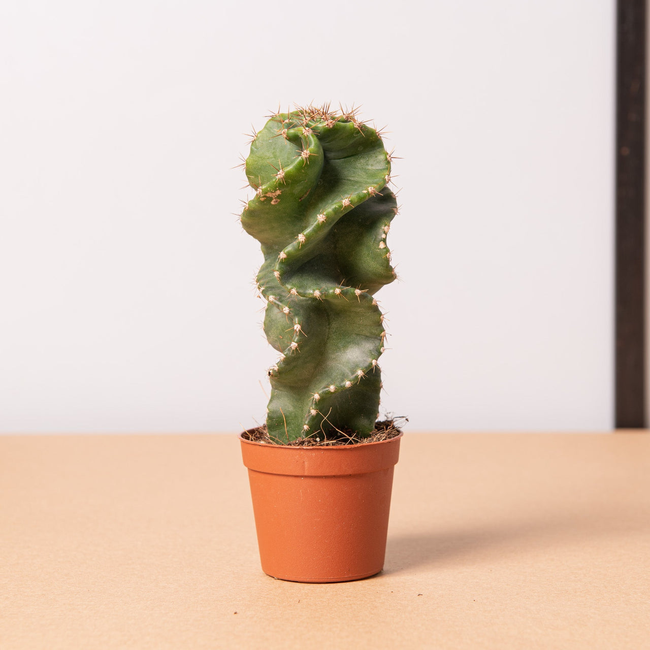 Cereus forbesii spiralis – Simegarden