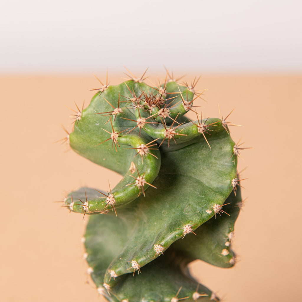 Cereus forbesii spiralis – Simegarden