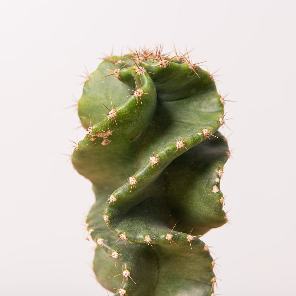 Cereus forbesii spiralis – Simegarden