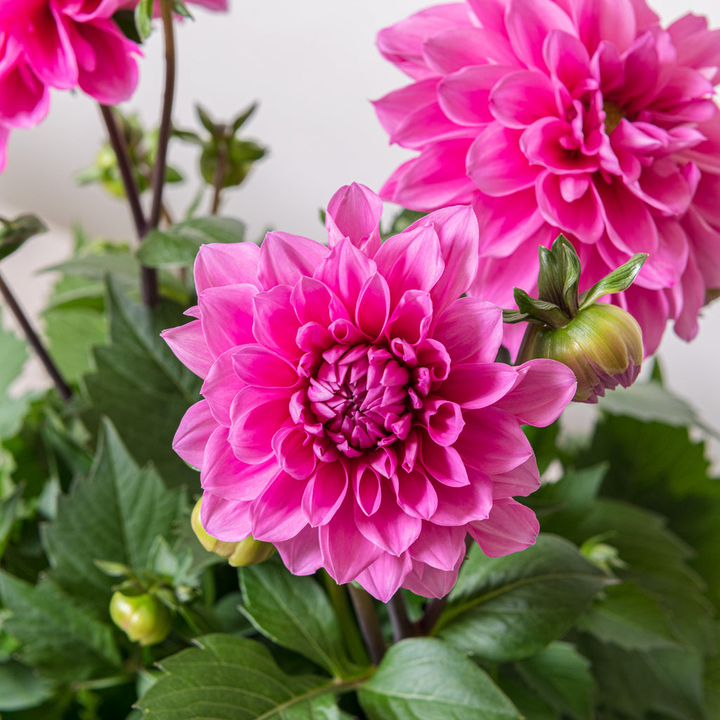 Dahlia fucsia – Simegarden