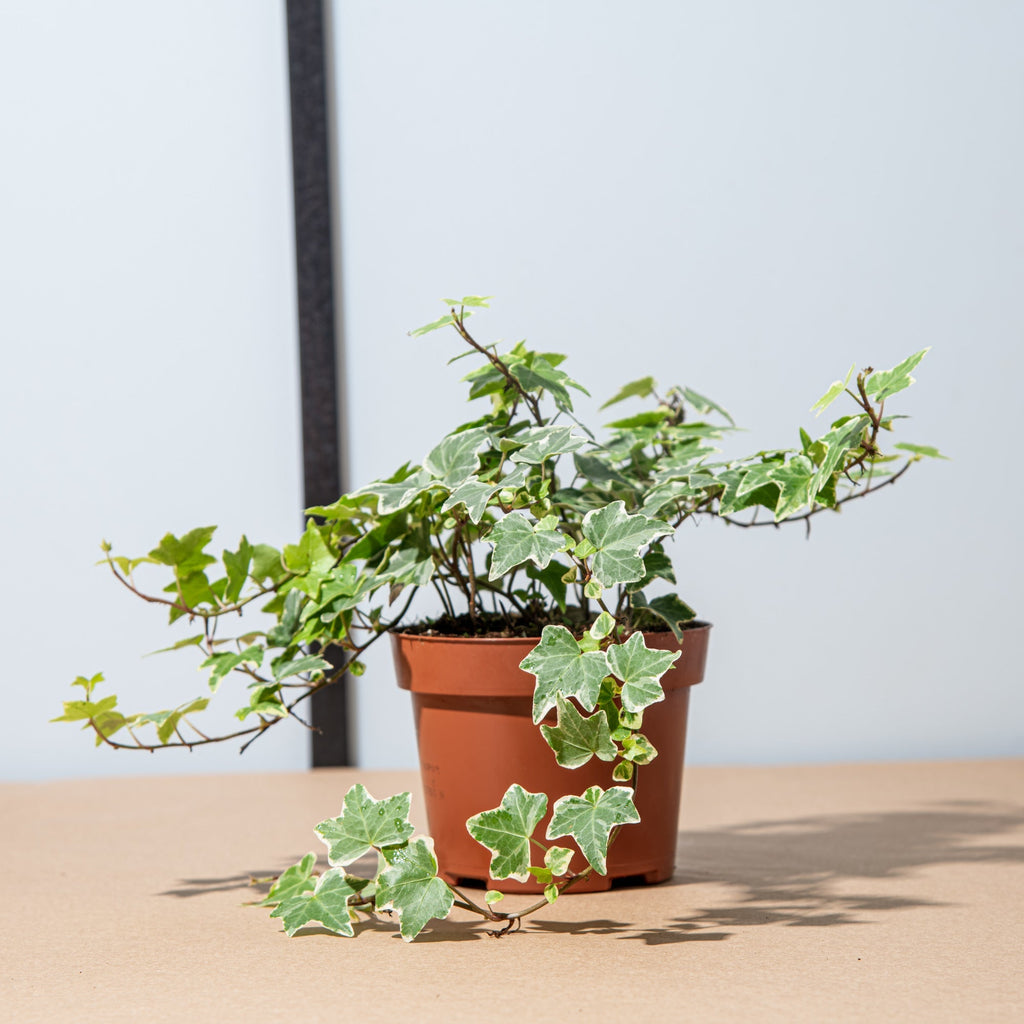 Edera variegata – Simegarden