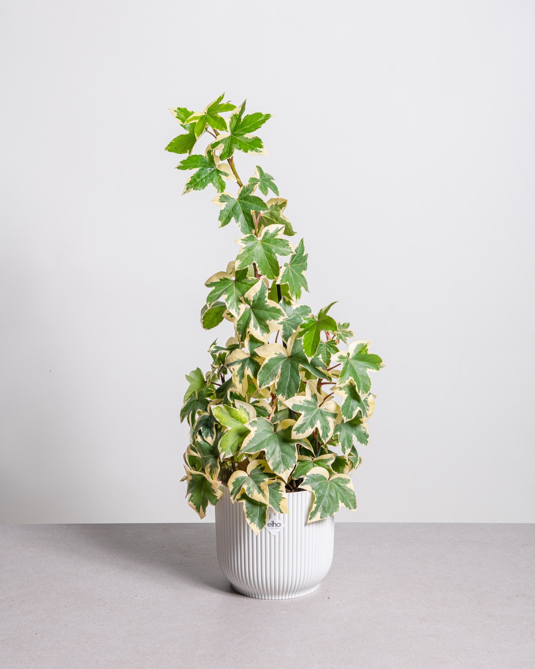 Fatshedera lizei variegata – Simegarden