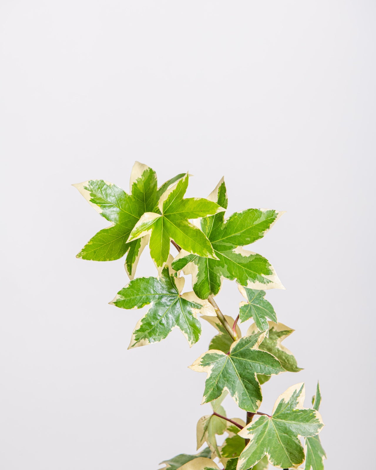 Fatshedera lizei variegata – Simegarden
