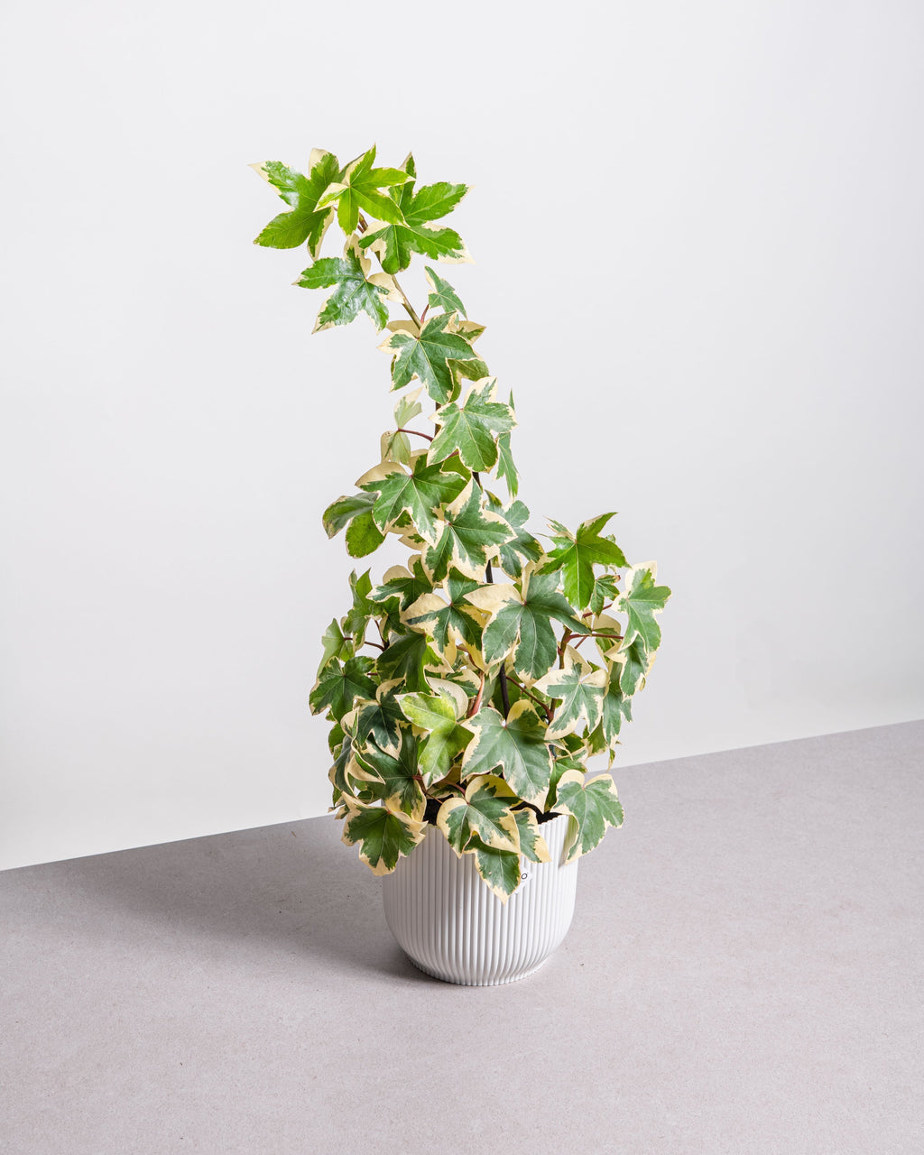 Fatshedera lizei variegata – Simegarden